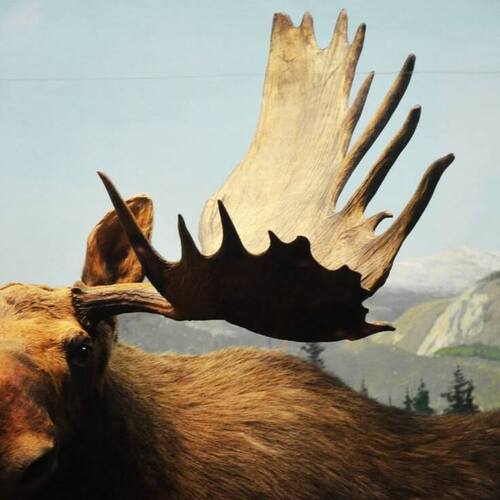 ︵🍀 ⭑𝄞 | Alterspring